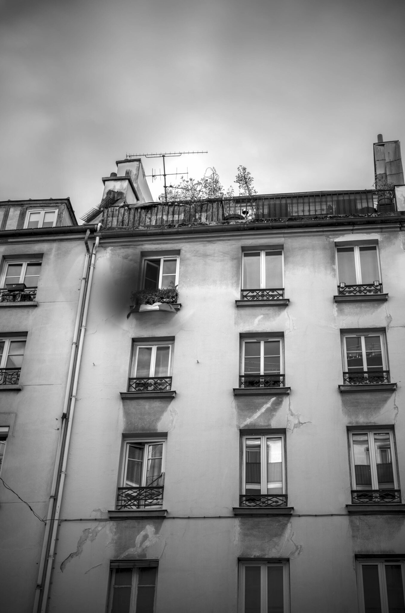 Windows 2026 01 - NICOLAS JACQUET